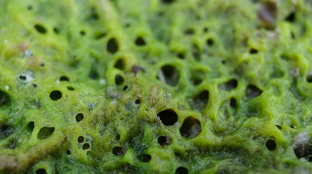 String Algae vs Hair Algae – What’s the Difference? - What Kills It