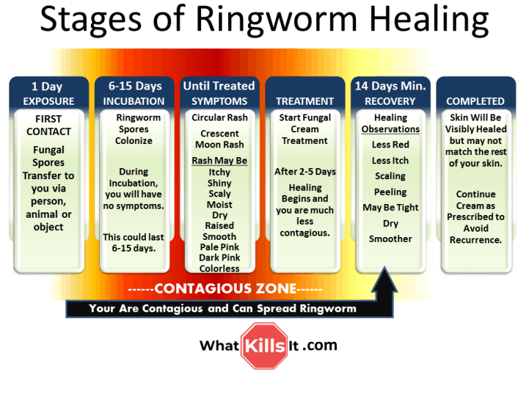 Stages Of Ringworm Healing See What Stage You re In And What s Next Stages Of Ringworm Healing See What Stage You re In And What s Next