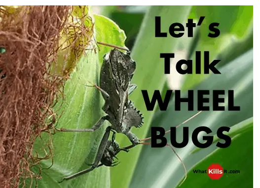 How to Get Rid of Wheel Bugs: The Peaceful EASY Way - What Kills It