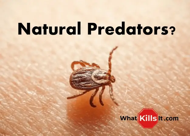 What Is a Tick's Natural Predator: This Eats 5000 Ticks per Season ...