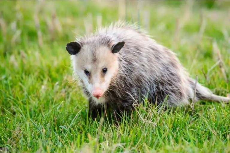 Can Opossums Get Rabies? - What Kills It