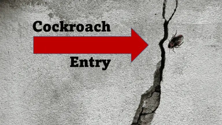 How to Get Rid of Roaches Coming from Neighbors: House or Apartment ...