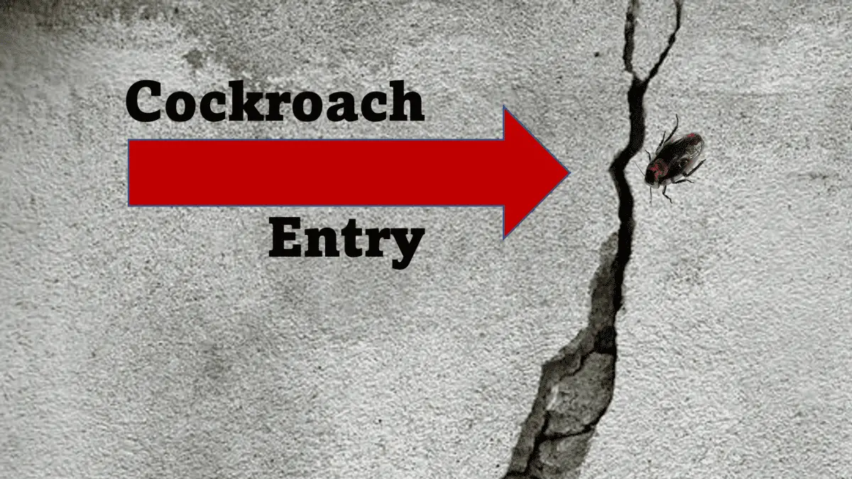 How to Get Rid of Roaches Coming from Neighbors: House or Apartment ...