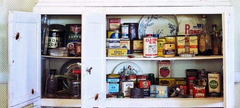 How to Get Rid of Roaches Coming from Neighbors: House or Apartment ...